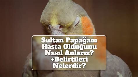 Bağırsakların sağlıksız olduğunu nasıl anlarız? - Blog | Kolay ...