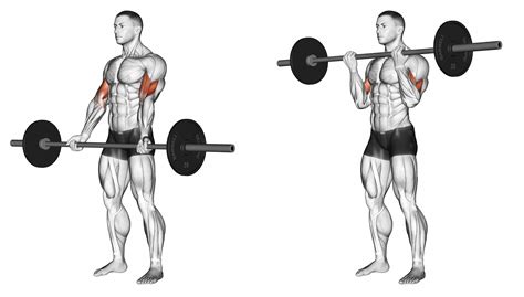 Biceps curl kaç set olmalı? - Blog | Kolay Rezervasyon Blog | Spor ve ...