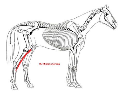 M fibularis tertius nedir? - Kolay Rezervasyon Blog | Spor ve Sporcu ...