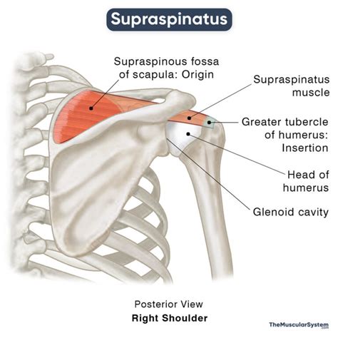 Supraspinatus neden ağrır? - Kolay Rezervasyon Blog | Spor ve Sporcu ...