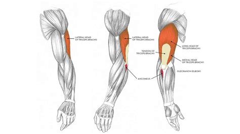 Triceps hangi kas? - Blog | Kolay Rezervasyon Blog | Spor ve Sporcu ...