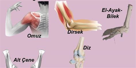 Kas eklem tendon hastalıkları nelerdir? - Blog | Kolay Rezervasyon Blog ...